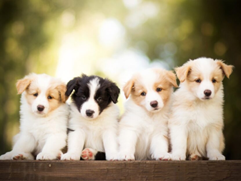 Are All Dog Breeds Suitable For Kennels? Factors To Consider For ... Are All Dog Breeds Suitable For Kennels? Factors To Consider For ...