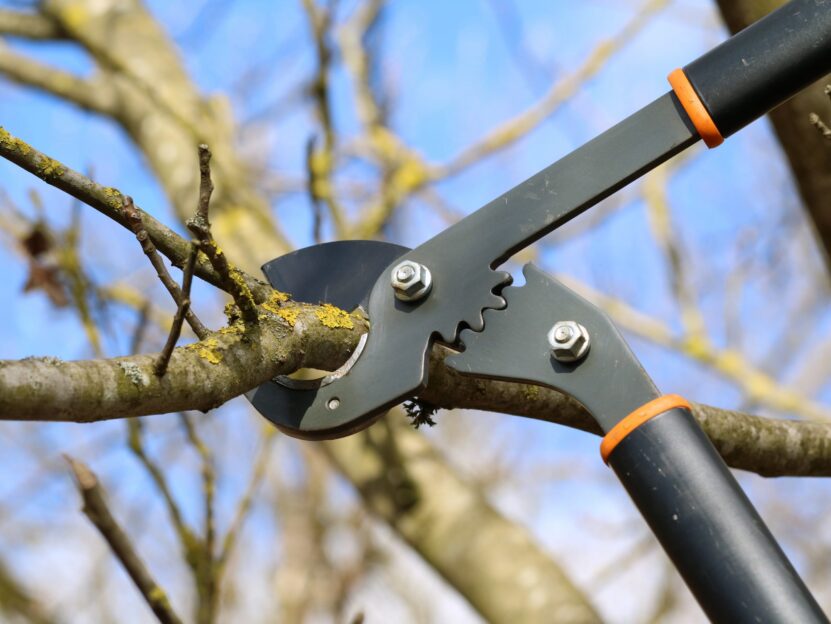 Mastering Tree Lopping: Methods, Rules, and Best Practices - Bear Share