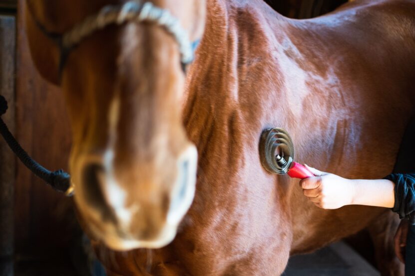 How To Curry Comb Your Horse The Right Way - 2024 Guide - Bear Share