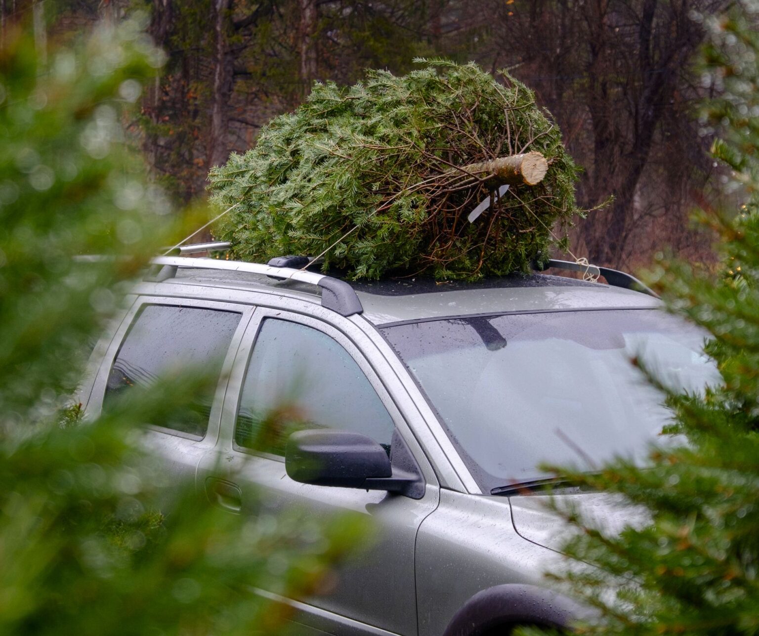 9 Tips for Transporting a Real Christmas Tree Without a Hitch - Bear Share